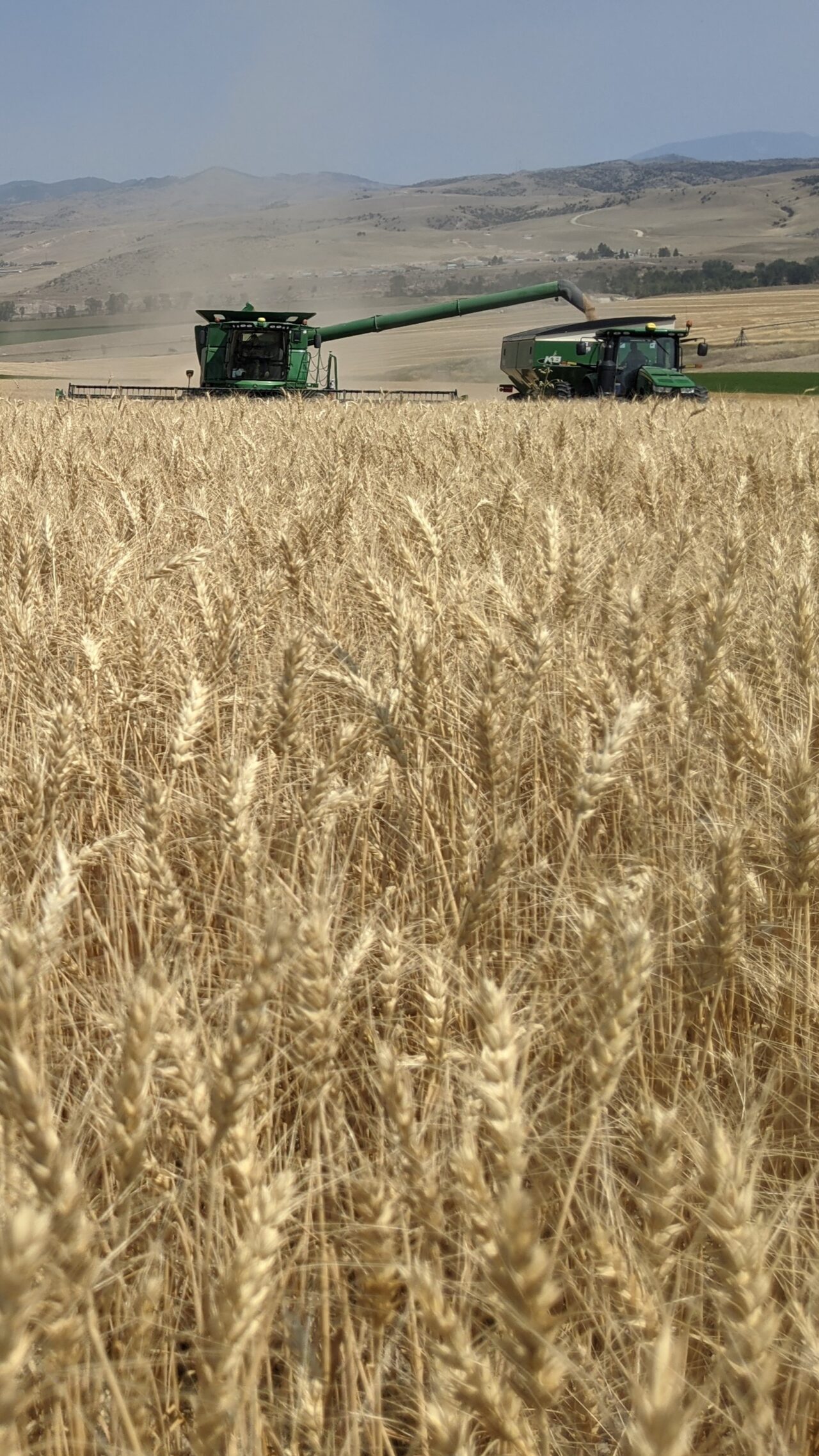 Circle S Seeds Services | Giving You A Competitive Advantage